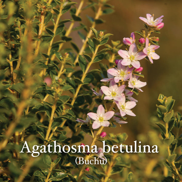 HA2023-BUCHU-photo.jpg-DTIwithtext_grande.jpg?v=1678706264